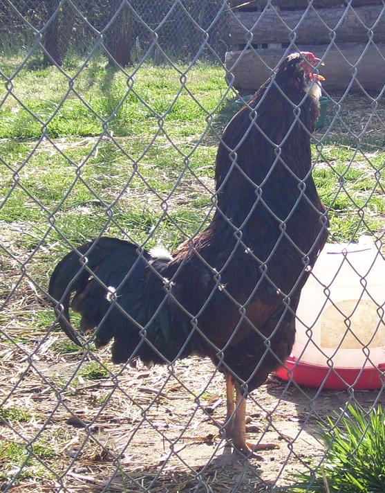 Carolina Orloffs: Pictures of the Orloff