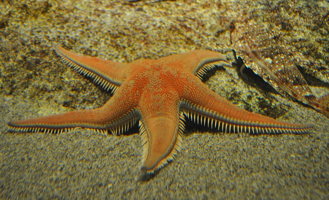 ZOOTOGRAFIANDO (6.100 ANIMALS): ESTRELLA DE MAR DE ARENA ANARANJADA ...