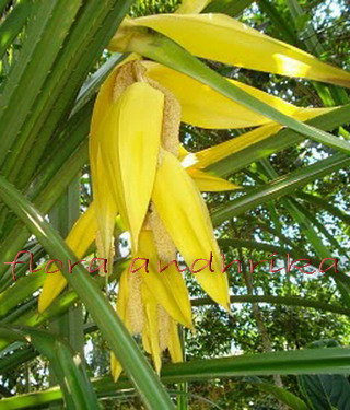 Plants used for Ganapathi puja; Medicinal plants and Poisonous plants ...