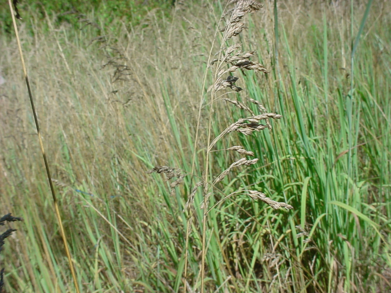 Variety of Life: Poa