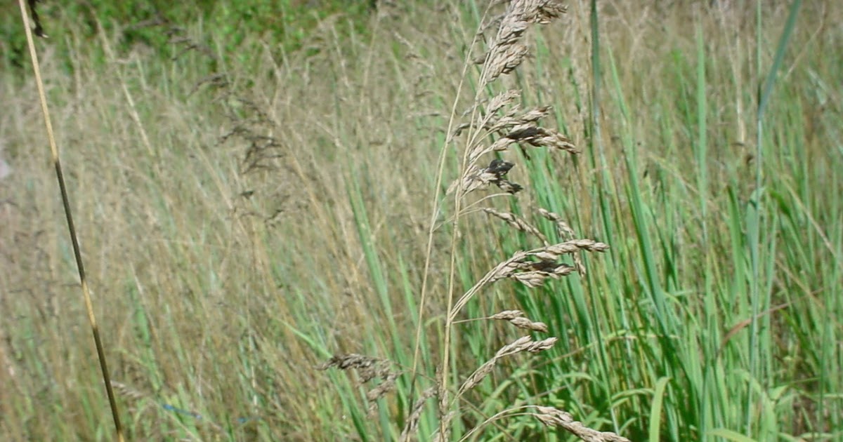 Variety of Life: Poa