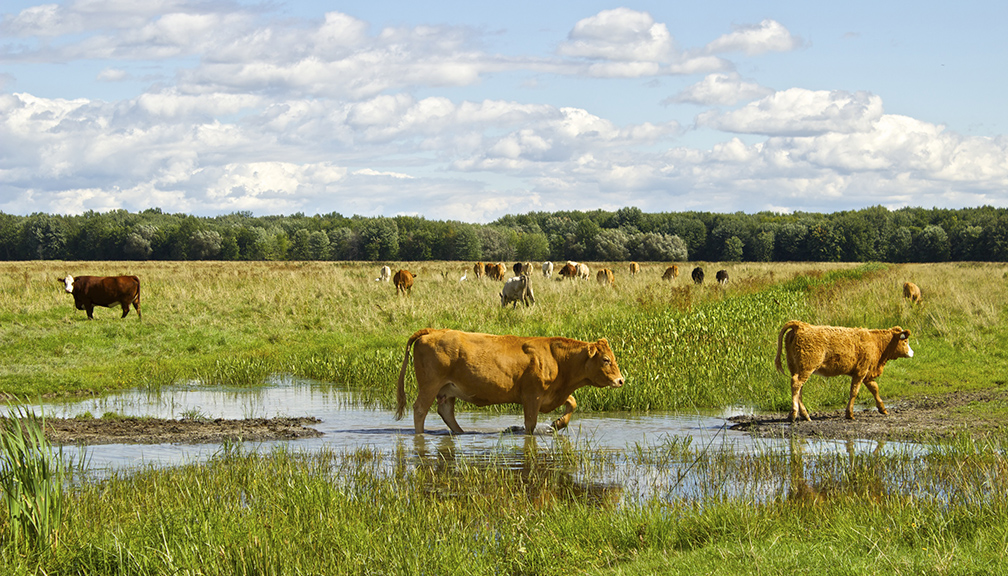 Flora Urbana: Îles de Sorel