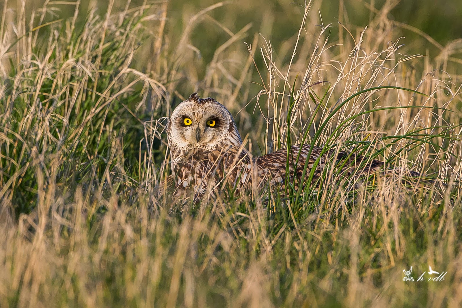 vogelparadijs: assortiment u-z