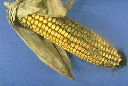 Grain Crops Update: Scouting Corn for Aspergillus Ear Rot