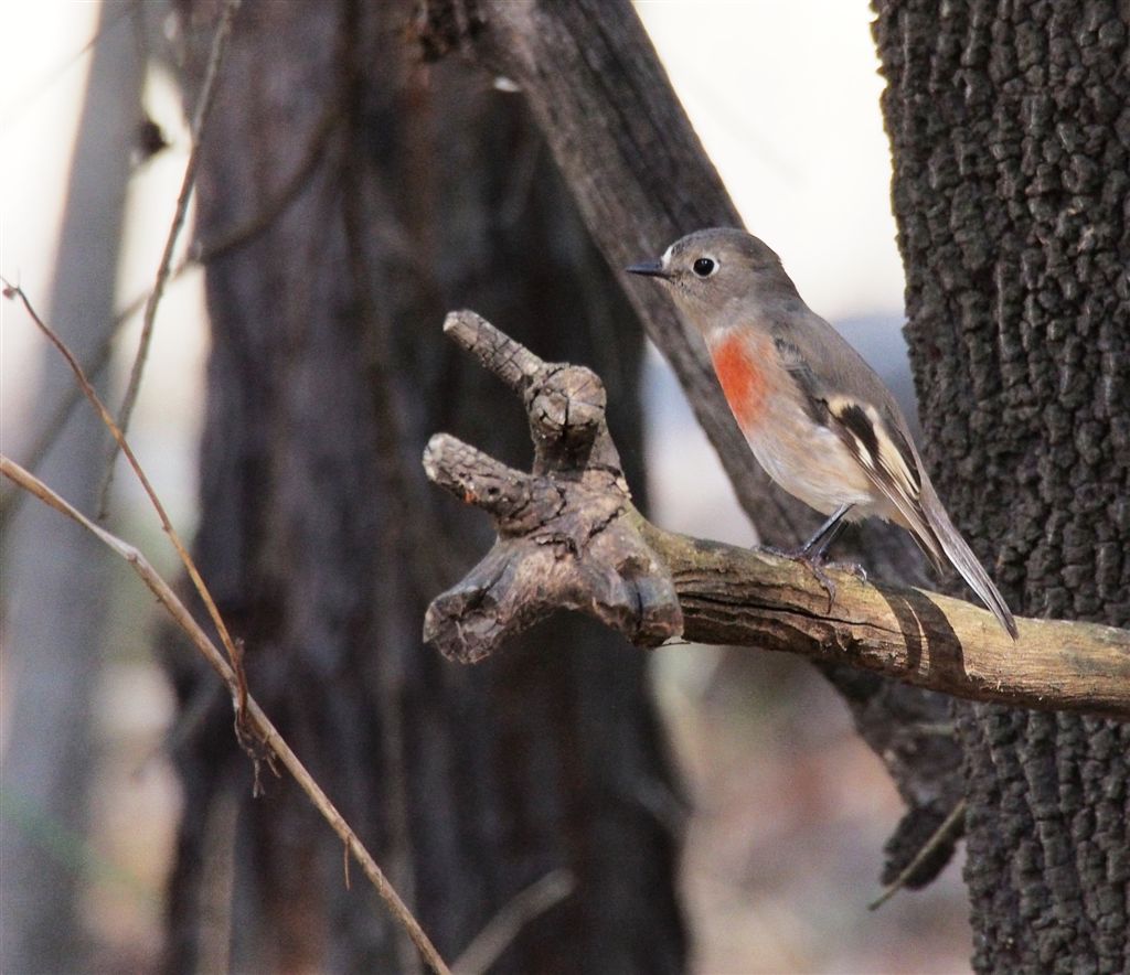 Majura birds: Scarlet Robin pair
