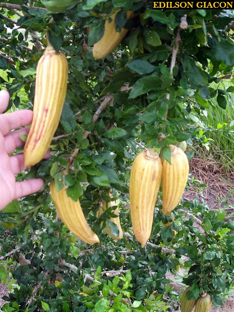 Viveiro Ciprest - Plantas Nativas e Exóticas: Guajilote ou Bananinha ...