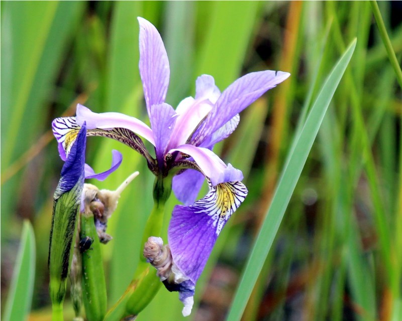 nature tales and camera trails: Wild Blue Flag and Iris in My Garden ...