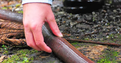 Massive Australian earthworm can grow up to 9 feet long. | fra