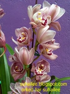 orkid liar : orkid liar orkid hutan