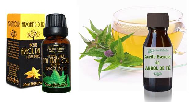 El Aceite del Árbol del té y todas sus propiedades curativas El Aceite del Árbol del té y todas sus propiedades curativas