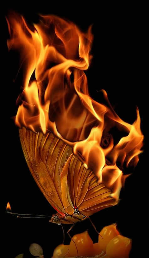 Art and Photography: Fire butterfly