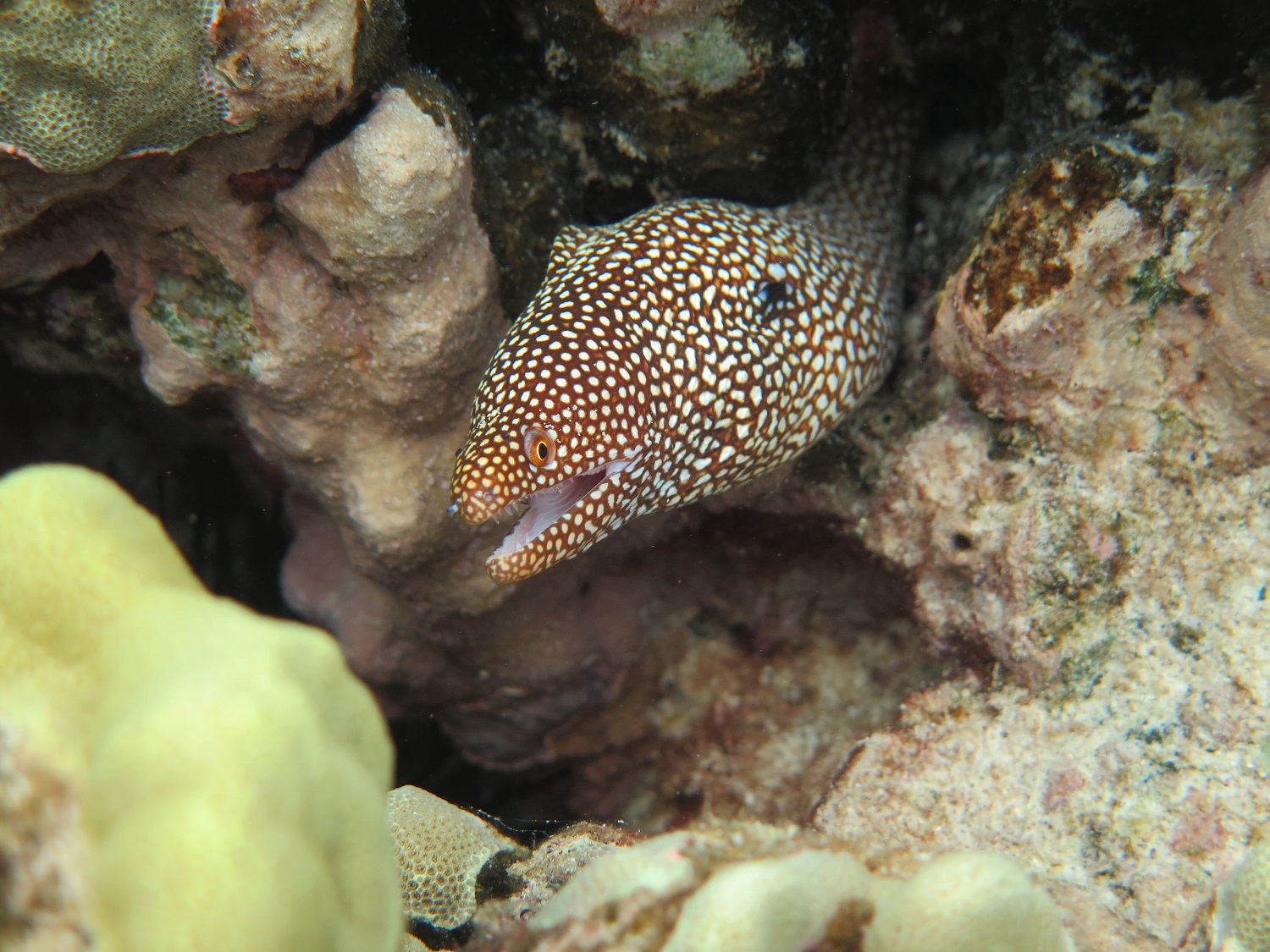 Rambling Jill: More fish du jour