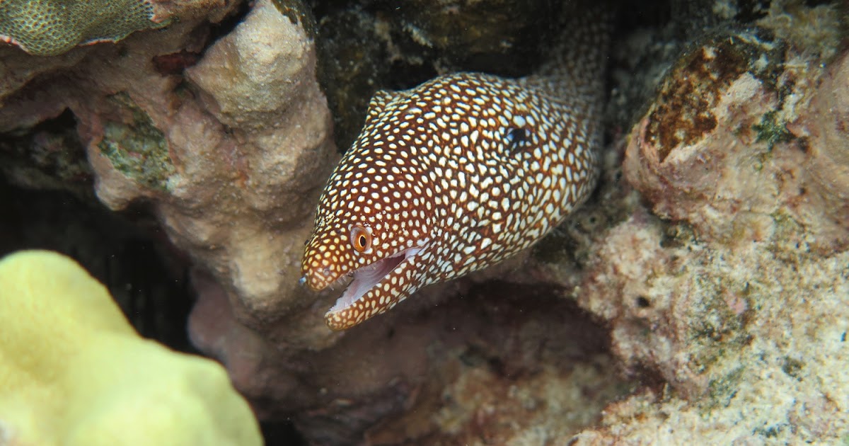 Rambling Jill: More fish du jour