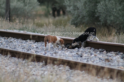 ΓΟΝΙΜΟ-live: ΣΚΥΛΑΚΙΑ ΠΑΝΩ ΑΠΟ ΤΟ ΠΤΩΜΑ ΤΗΣ ΜΑΝΑΣ ΤΟΥΣ ΠΟΥ ΤΗΝ ΣΚΟΤΩΣΕ ...