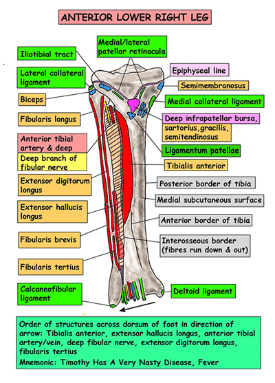 موقع الدكتور أحمد كلحى: صور تشريح - Anatomy : Organs of the Lower Limb ...