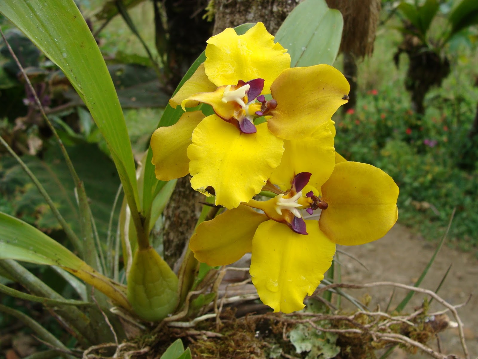 Turismo en el Canton Sucumbíos ~ Turismo Cantón Sucumbíos.