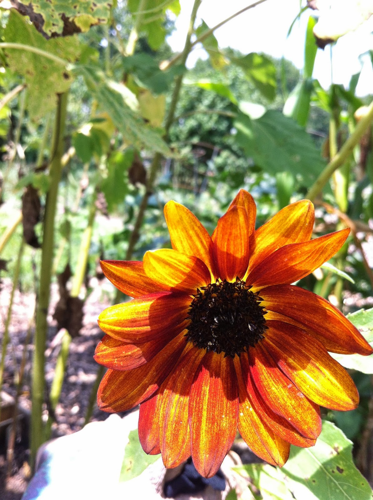 Tatum's Farm: Sunflowers in August