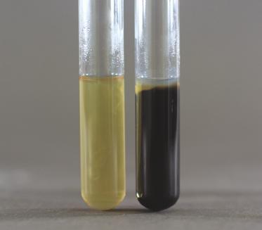 Hydrogen Sulfide (H2S) Production Test - Microbiology Lab Notes
