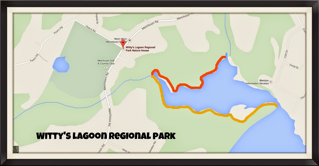 Check Out My Bird!: Witty's Lagoon