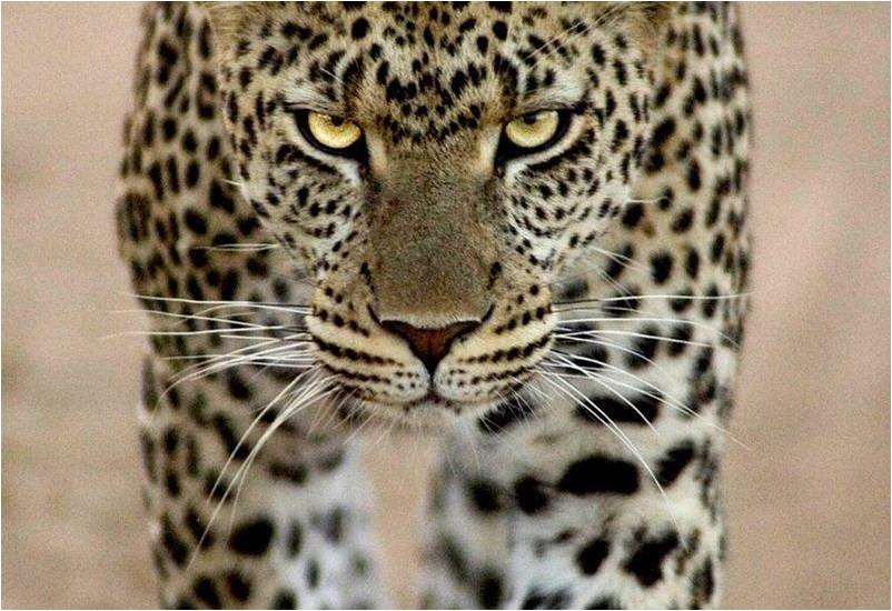 conhecendo o mundo: leopardo