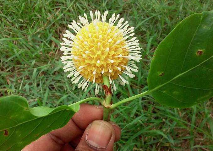 බක්මී [Bakmee] (Nauclea orientalis) ~ අපේ ඔසුපැළ Medicinal Plants of ...