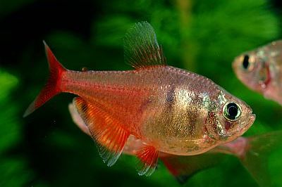 Le Tétra rouge de Rio (Hyphessobrycon flammeus)