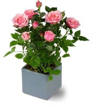 Home And Garden : Growing roses indoors