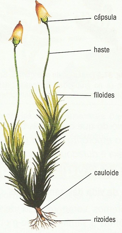Biologia - As principais características das BRIÓFITAS