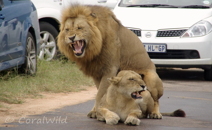 Coral Wild - A Safari Guides Diary: Looking out for Lion