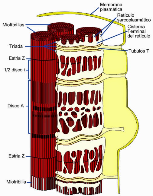 Sistema Muscular: Estructura de la Fibra Muscular