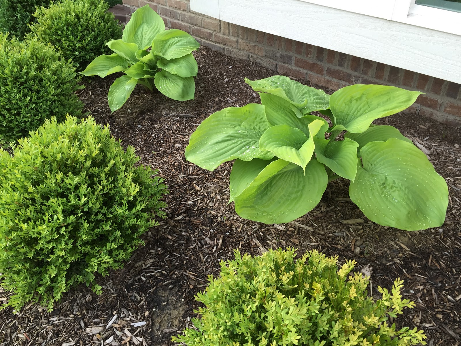 Backyard Neophyte Landscaping Blog: List of Plants in My Yard