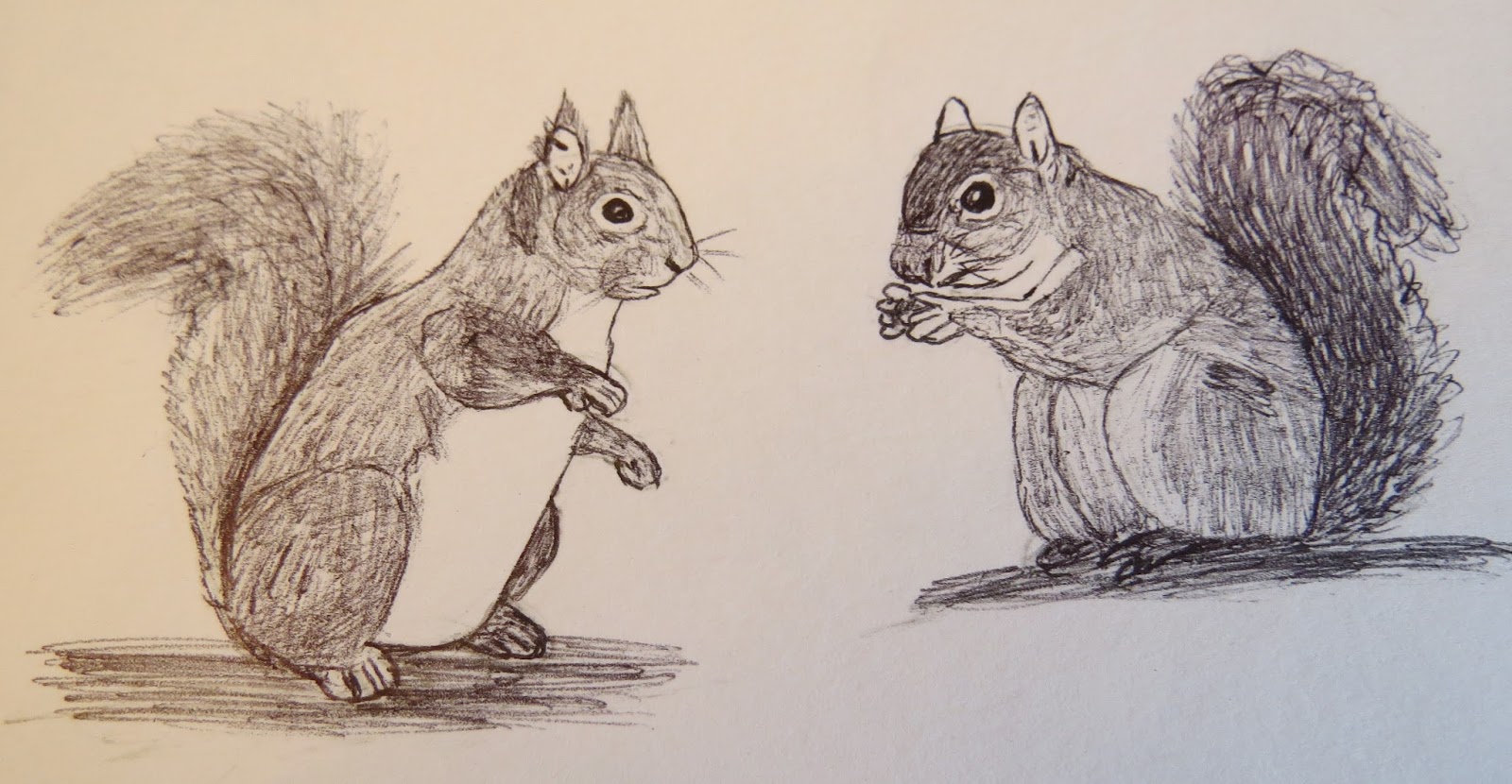 The Autistic Naturalist: How To Draw: Squirrels