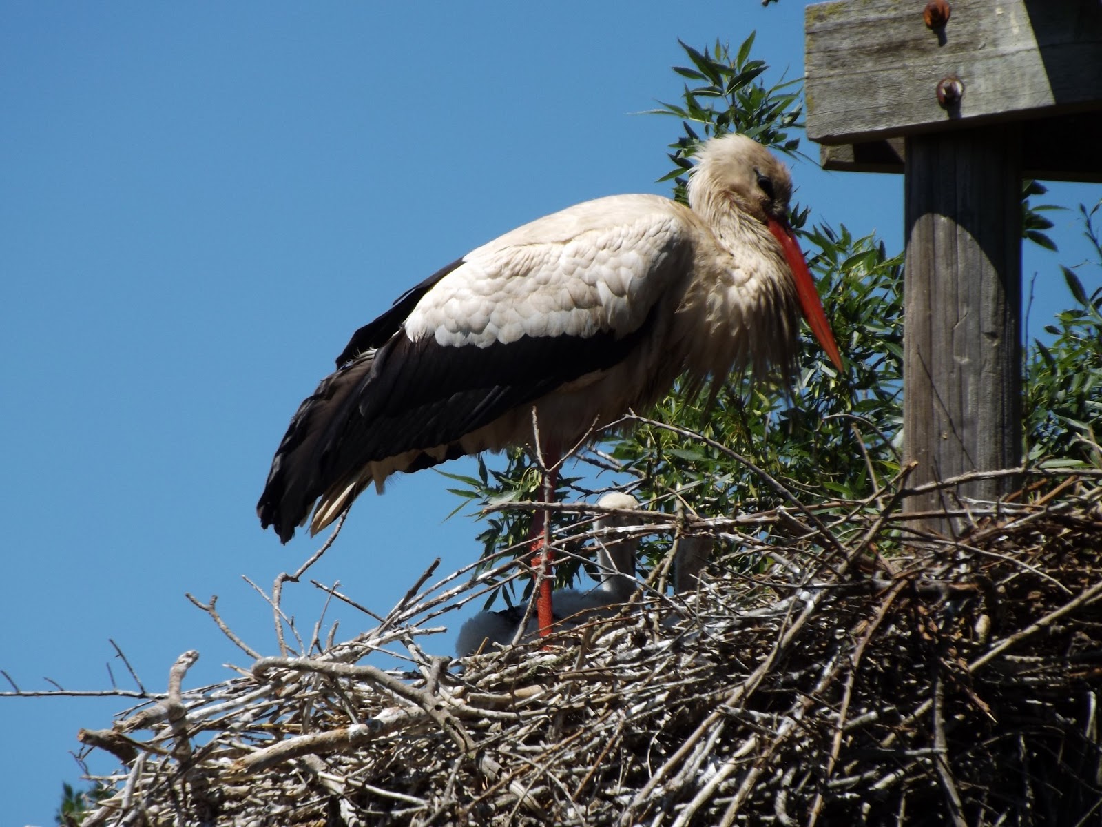 BeyondThePale: Storks!