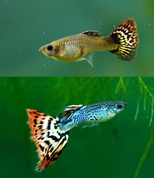 Wszystko o gupikach i mieczykach: Czy moja rybka jest w ciąży?