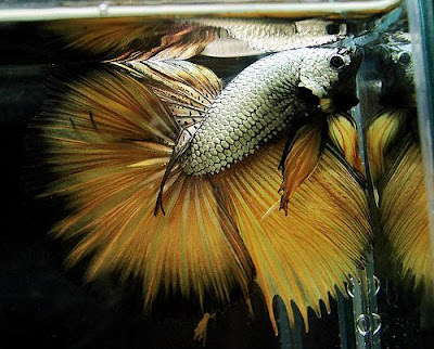 Bộ sưu tập cá rồng Betta | Kỹ thuật nuôi trồng.com