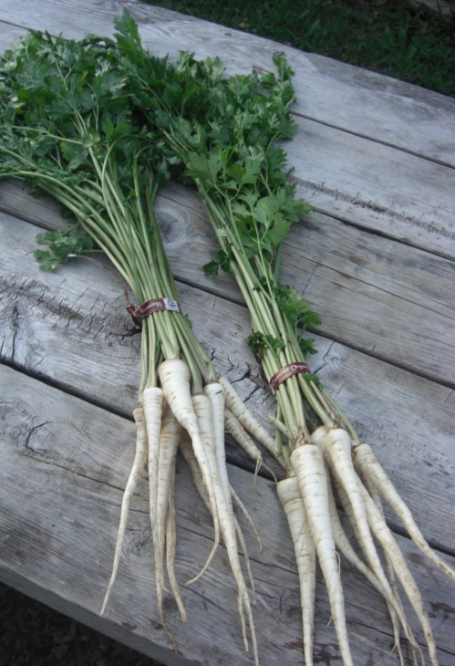 Harmony Valley Farm: Vegetable Feature: Parsley Root