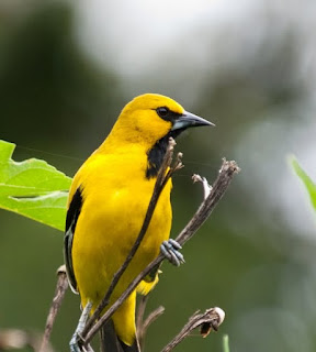 AVES COLOMBIANAS : Toche