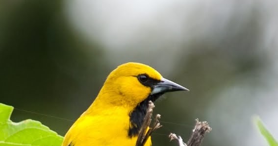AVES COLOMBIANAS : Toche