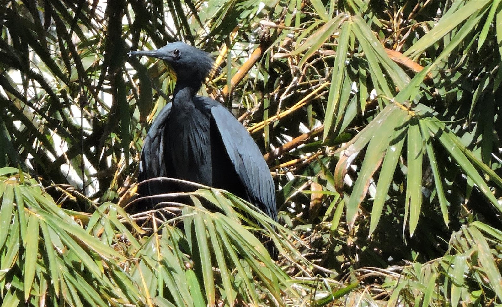 Birding for a Lark: Antananarivo's botanic gardens