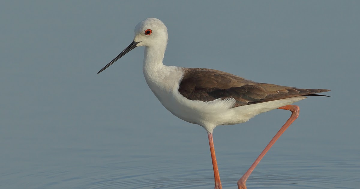Pescador de aves: Pernilongo # 4