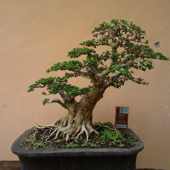 Jenis-Jenis Tanaman Bonsai Yang Unik Dan Indah - CentralBonsai.Com ...