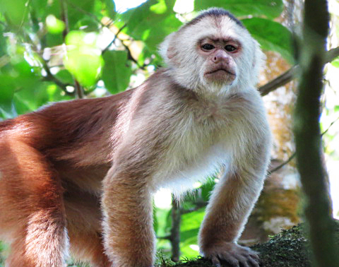 EL MAÑANERO NOTICIAS - SAPOSOA: MACHIN BLANCO DEL OCCIDENTE : UN ...