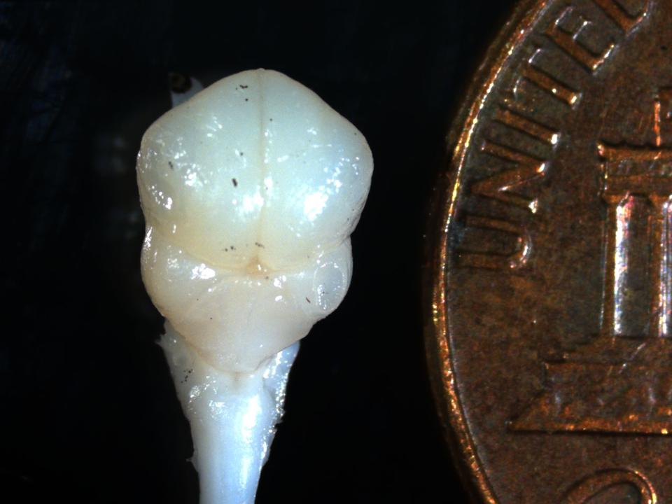 CHIPOJO LAB: Chipojolab Goes Viral