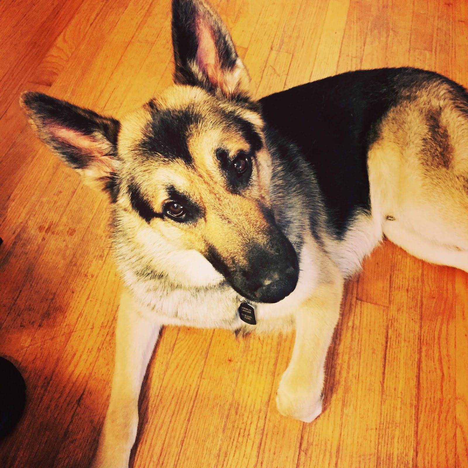 and-how-are-the-children-dog-theme-classroom-photos