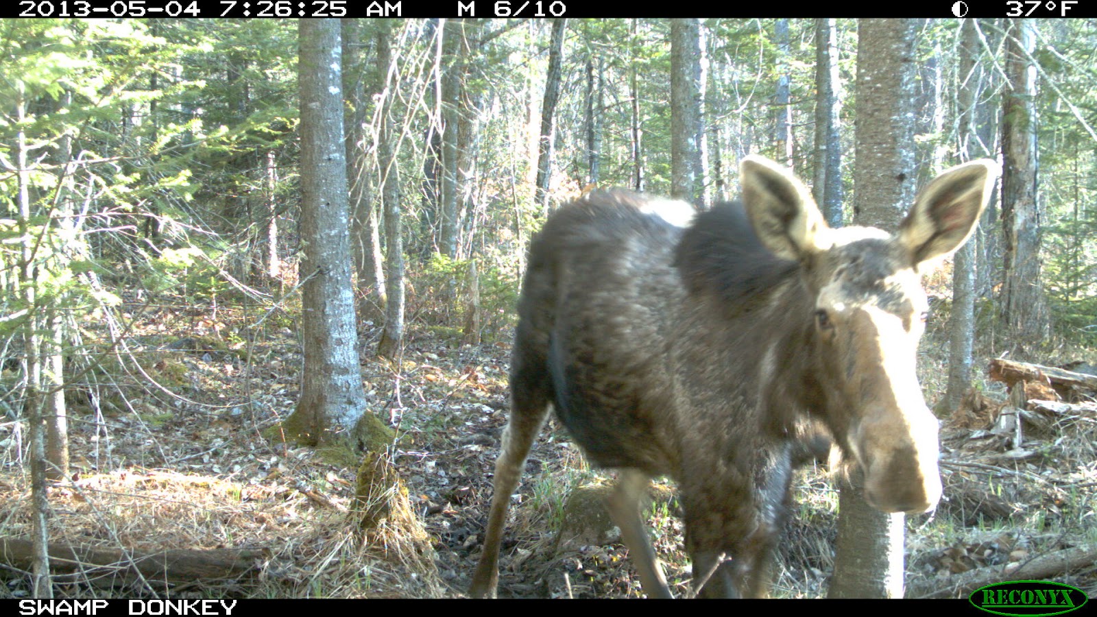 Swamp Donkey Adventures