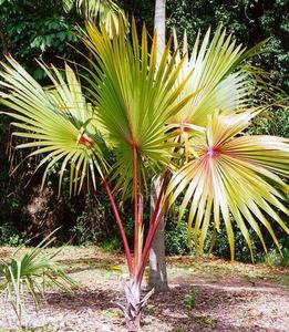 ajiesuciptoblackid: Budidaya Palem (Palem Putri, Botol, Merah dan Raja)