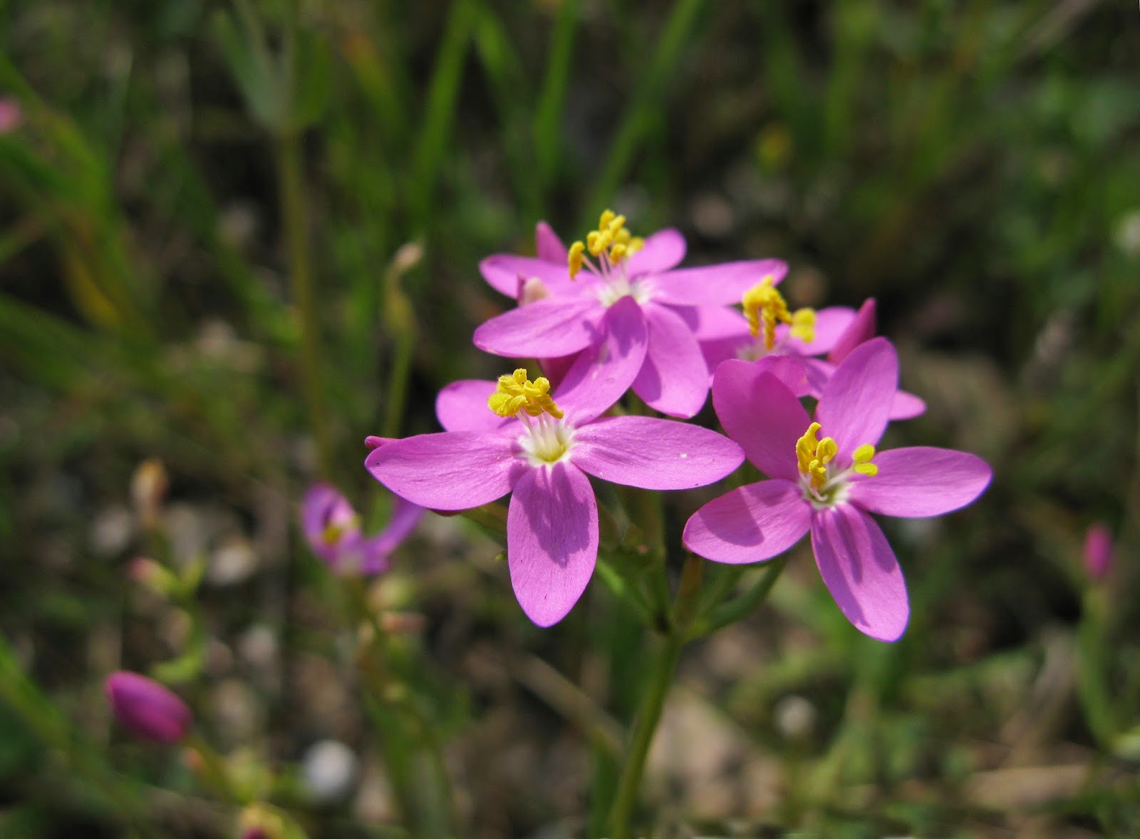 Flores y Palabras: Centaura menor (3)
