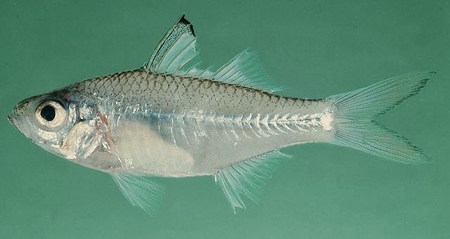 INDONESIAN FRESHWATER FISH COMMUNITY - IFFC: 49 Species of Family ...