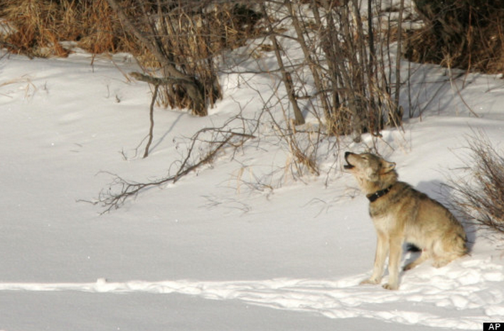 STOP WOLF HUNTS: MICHIGAN WOLVES ~ ACTIONS ~ NEWS