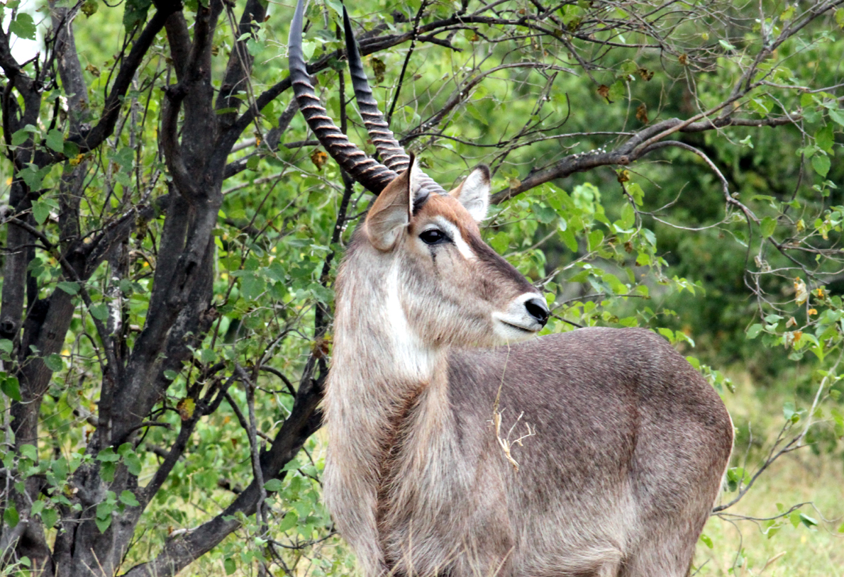 travelswithkathleen: Waterbuck